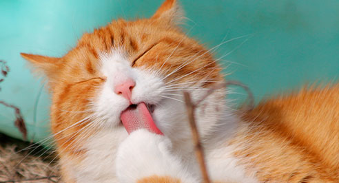 My cat has eczema: what to do? - Mirai